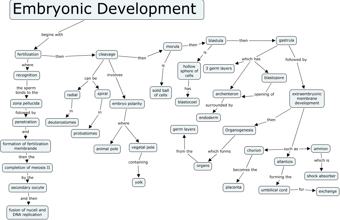 Embryonic Development